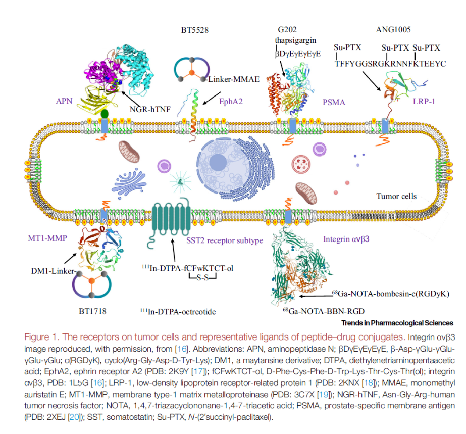 生物分析专栏 | PDC药物的药代动力学和生物分析医药新闻-ByDrug-一站式医药资源共享中心-医药魔方