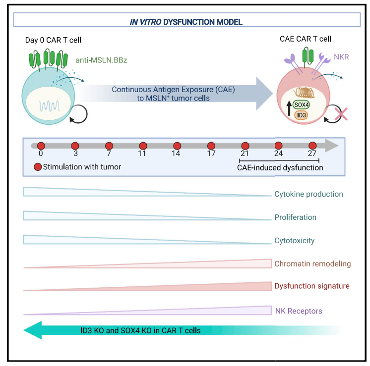 大牛Carl June最新Cell：CAR-T治疗实体瘤关键新靶点——ID3和SOX4医药新闻-ByDrug-一站式医药资源共享中心-医药魔方