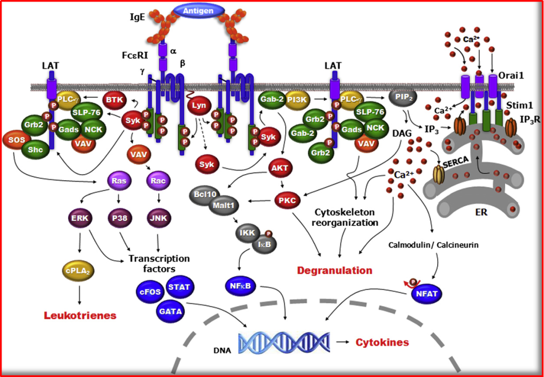 BTK抑制剂已成功，Syk能否创造奇迹？医药新闻-ByDrug-一站式医药资源共享中心-医药魔方
