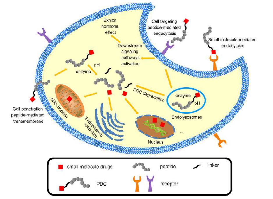生物分析专栏 | PDC药物的药代动力学和生物分析医药新闻-ByDrug-一站式医药资源共享中心-医药魔方