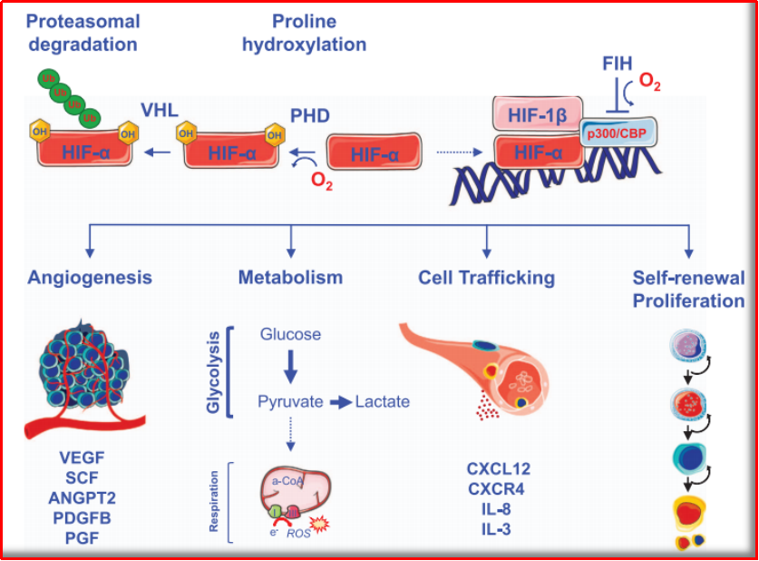 HIF发现30年：曾荣获诺奖，相关药物迎开发热潮医药新闻-ByDrug-一站式医药资源共享中心-医药魔方