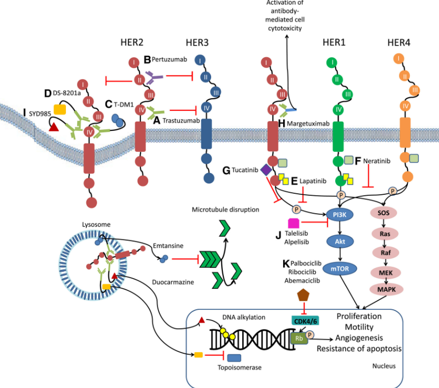 实力靶点HER2：突破向前，变革在后医药新闻-ByDrug-一站式医药资源共享中心-医药魔方