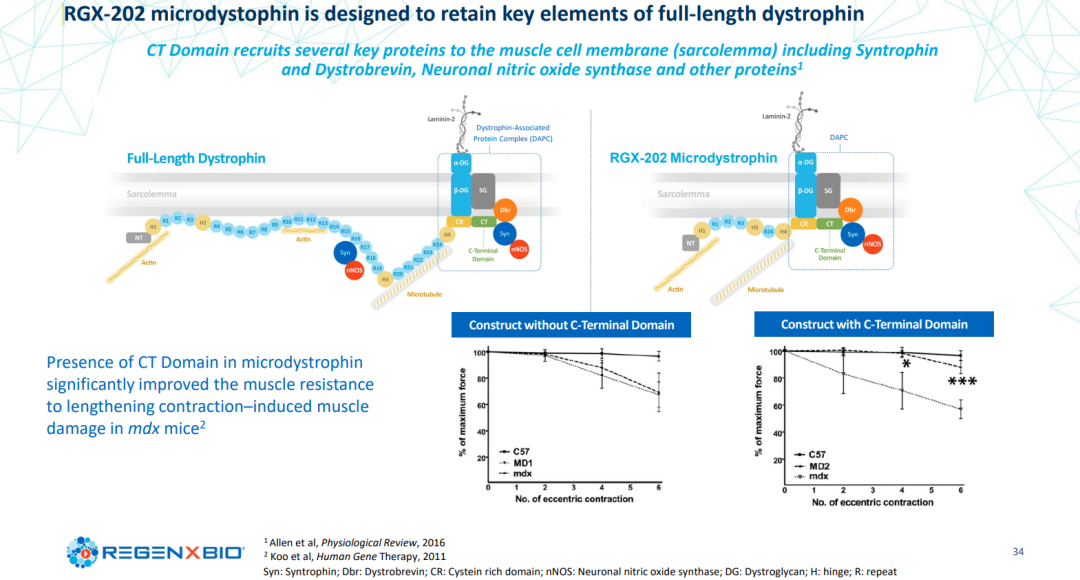 一次性基因疗法获FDA快速通道资格，治疗杜氏肌营养不良症医药新闻-ByDrug-一站式医药资源共享中心-医药魔方