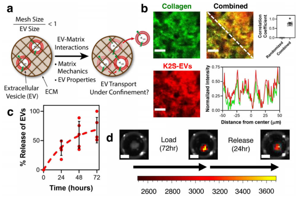 读EV·解一知|文献16：EVs如何穿过密集的细胞外基质医药新闻-ByDrug-一站式医药资源共享中心-医药魔方