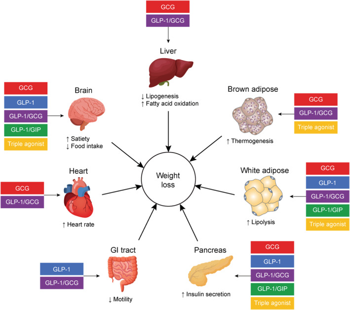 超重/肥胖的药物治疗——后GLP-1受体激动剂时代医药新闻-ByDrug-一站式医药资源共享中心-医药魔方