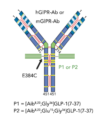 AMG133，抗体偶联多肽的双特异分子医药新闻-ByDrug-一站式医药资源共享中心-医药魔方