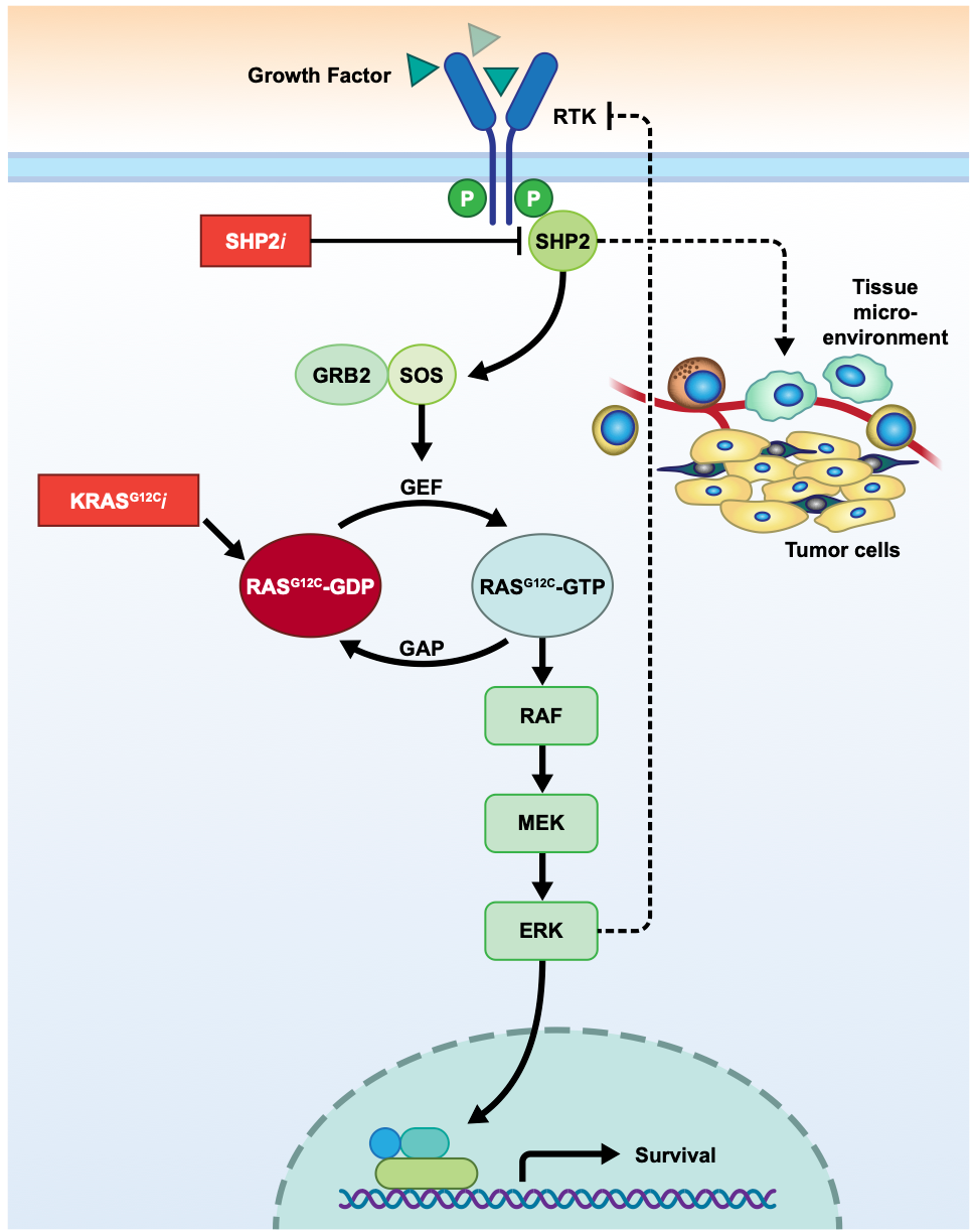 安进/BridgeBio合作开发Lumakras+BBP-398治疗KRAS G12C突变实体瘤医药新闻-ByDrug-一站式医药资源共享中心 ...