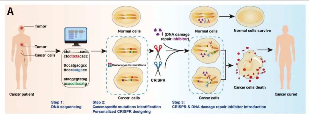 慢病毒系列 | 让你“随心所欲”调控基因（CRISPR技术应用篇）医药新闻-ByDrug-一站式医药资源共享中心-医药魔方