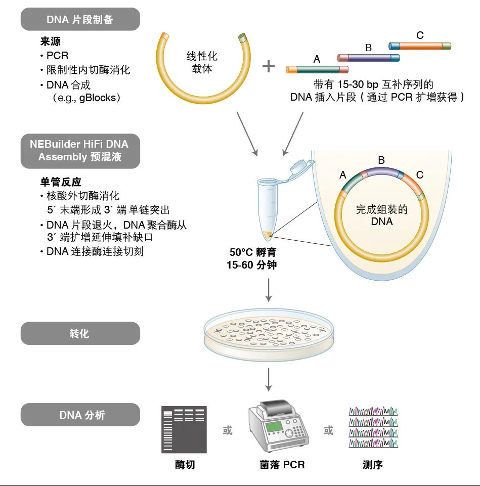 DNA 组装与无缝克隆利器：NEBuilder医药新闻-ByDrug-一站式医药资源共享中心-医药魔方