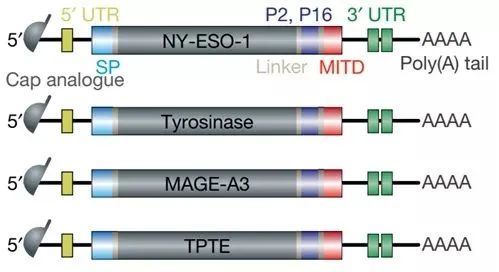 黑色素瘤mRNA治疗性疫苗！美国FDA授予BioNTech公司编码4抗原免疫疗法BNT111快速通道资格!医药新闻-ByDrug-一站式医药 ...