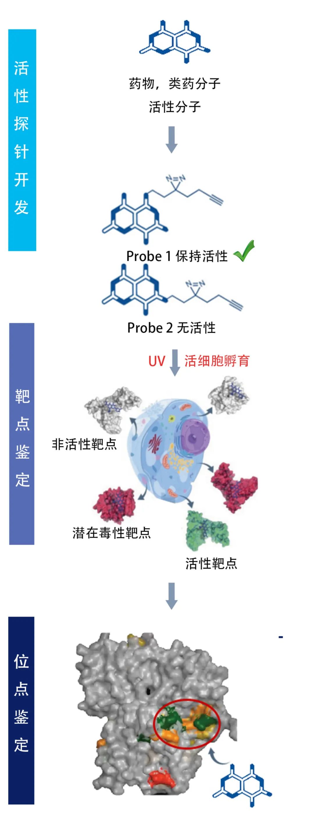 靶点鉴定平台|礼达先导PAL-AfBPP技术医药新闻-ByDrug-一站式医药资源共享中心-医药魔方