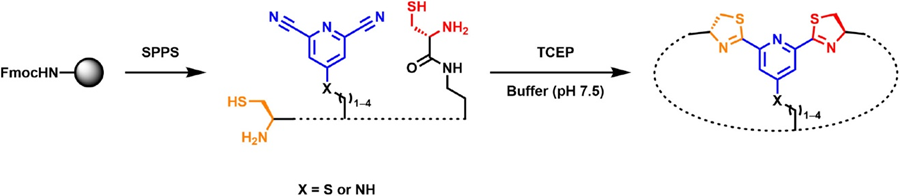 行业研究 | 双环肽Bicyclic Peptides: 肽类药物治疗的新前沿医药新闻-ByDrug-一站式医药资源共享中心-医药魔方