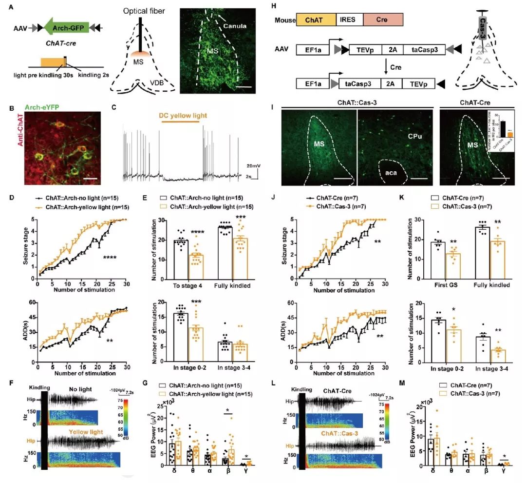 【Biol Psychiatry】浙大陈忠教授团队揭示胆碱能环路参与癫痫发作的神经机制医药新闻-ByDrug-一站式医药资源共享中心-医药魔方