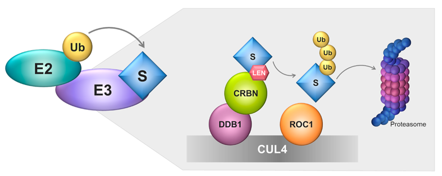 BMS分子胶降解剂mezigdomide国内首次获批临床医药新闻-ByDrug-一站式医药资源共享中心-医药魔方