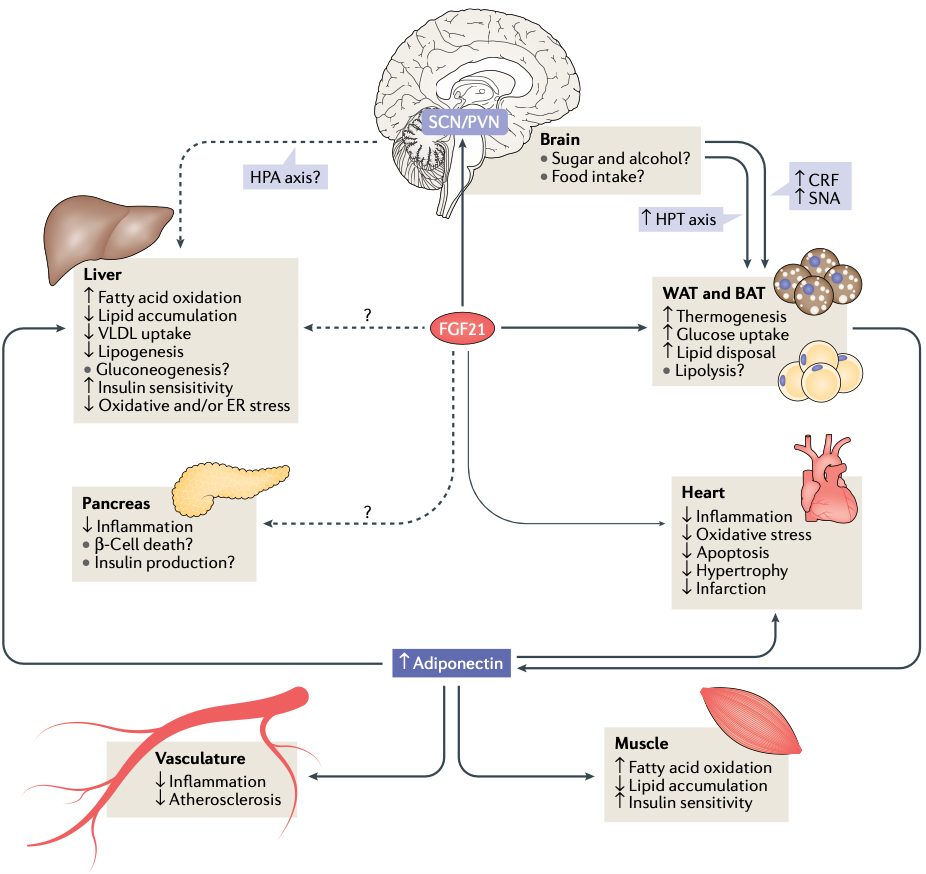 超重/肥胖的药物治疗——后GLP-1受体激动剂时代医药新闻-ByDrug-一站式医药资源共享中心-医药魔方