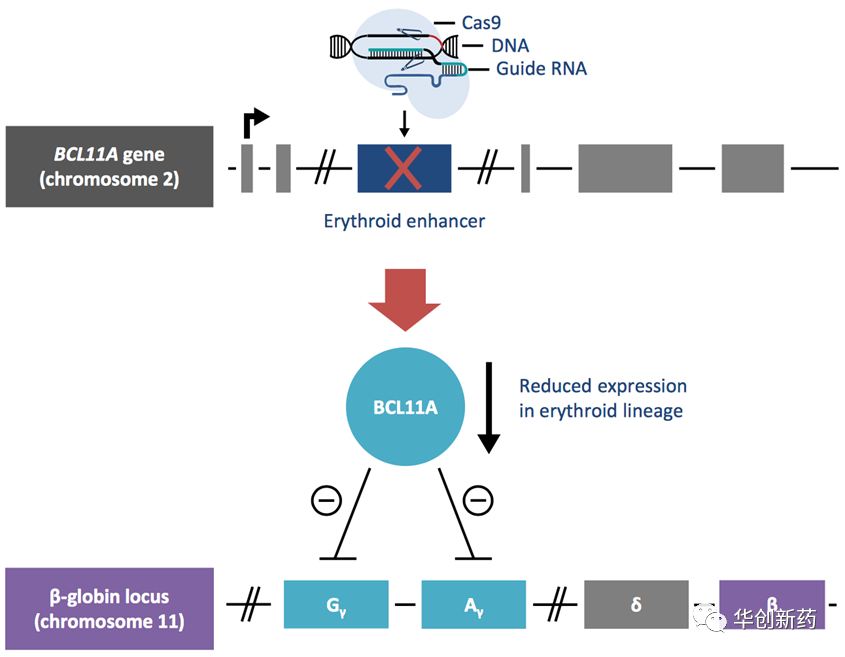 首款基因编辑疗法exa-cel BLA申请获FDA受理医药新闻-ByDrug-一站式医药资源共享中心-医药魔方