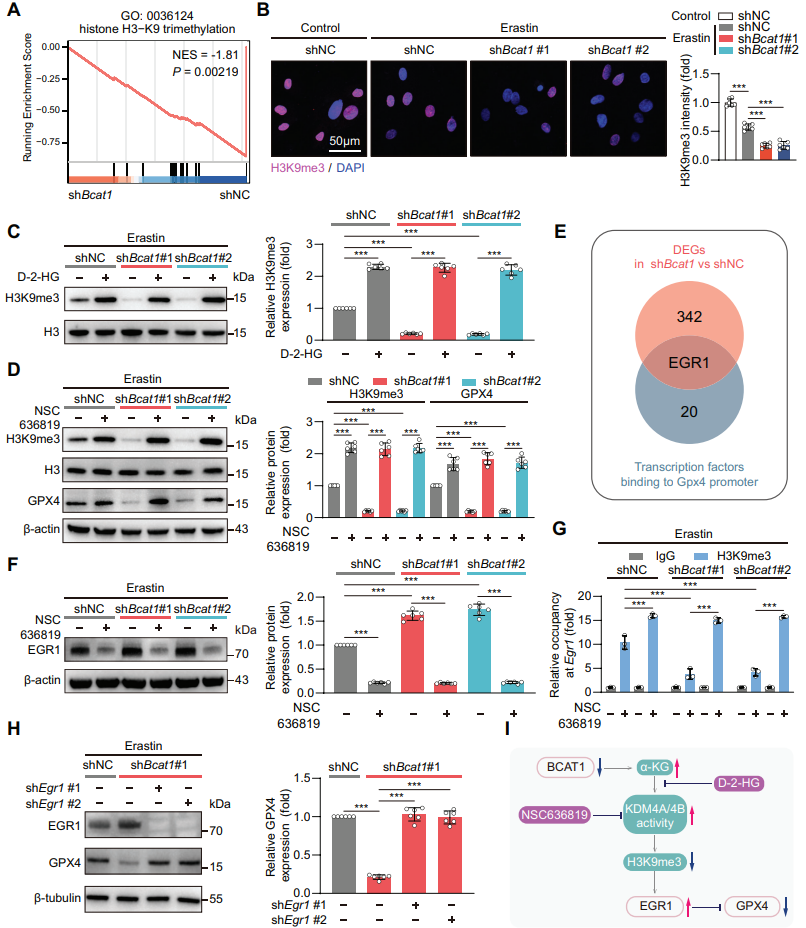 Adv. Sci | 间充质干细胞优化治疗机制新发现医药新闻-ByDrug-一站式医药资源共享中心-医药魔方