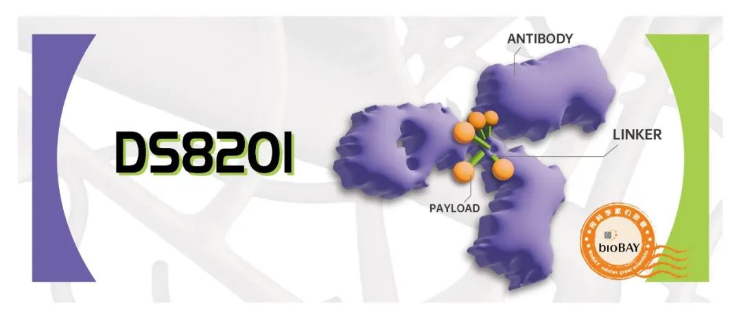 行业洞见丨“DS-8201”效应：中国创新药飓风将起医药新闻-ByDrug-一站式医药资源共享中心-医药魔方