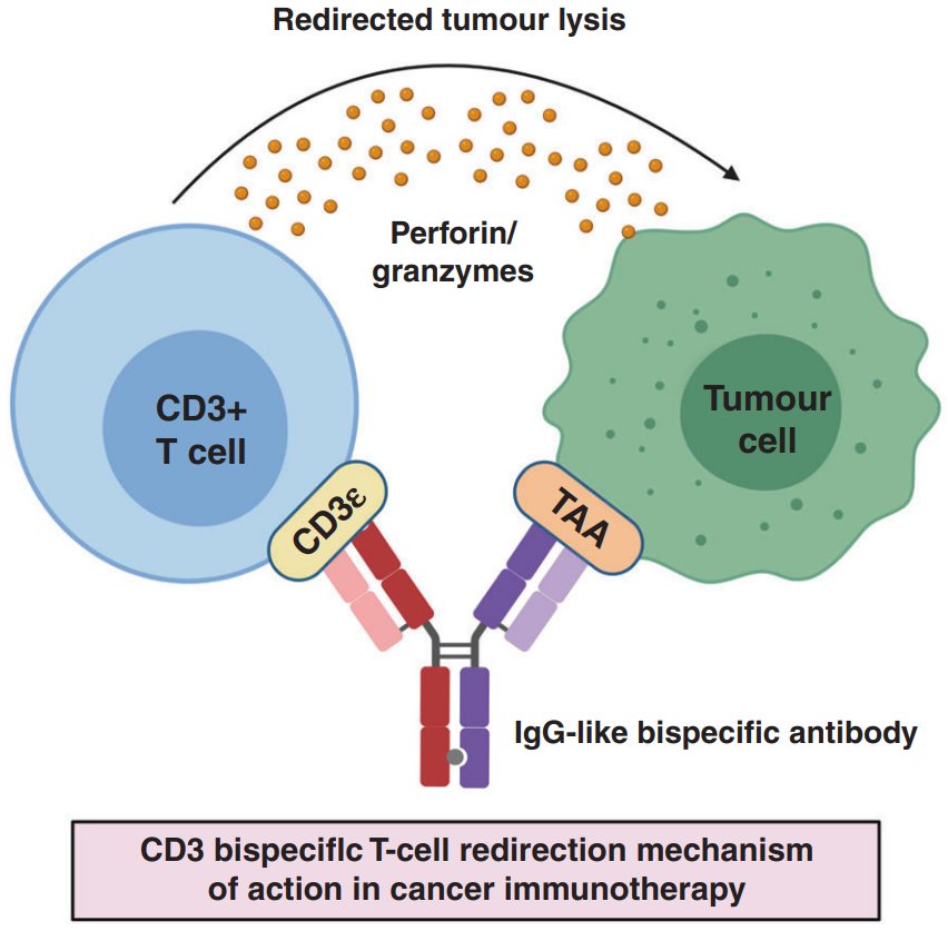 CD3靶点在前沿开发中的挑战和进展医药新闻-ByDrug-一站式医药资源共享中心-医药魔方