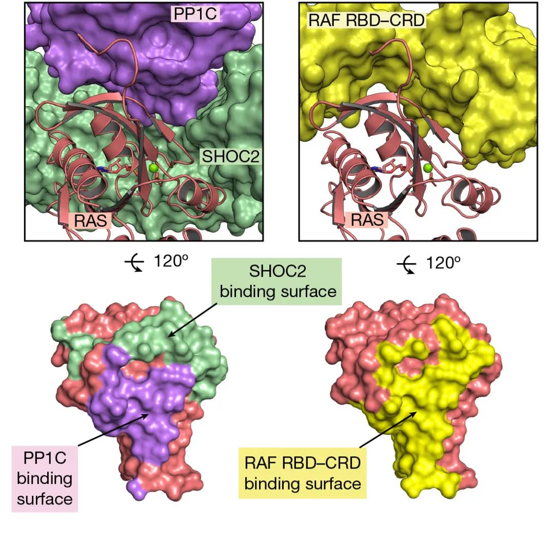 医药前沿│Nature：RAS信号的SHOC2调制的结构基础医药新闻-ByDrug-一站式医药资源共享中心-医药魔方