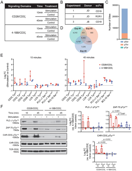 4-1BB（CD137）和CD28 CAR 对 T 细胞信号激活和抗肿瘤作用的差异[1]医药新闻-ByDrug-一站式医药资源共享中心-医药魔方