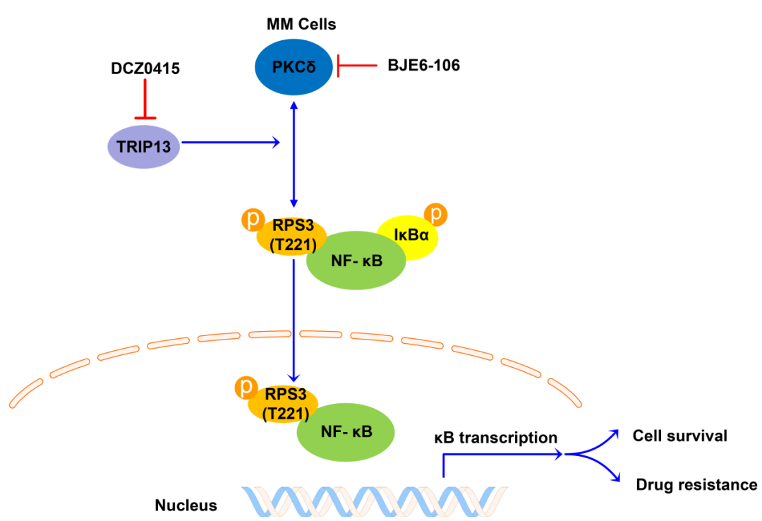 施菊妹教授团队首次揭示RPS3在血液恶性肿瘤中的转化应用前景医药新闻-ByDrug-一站式医药资源共享中心-医药魔方