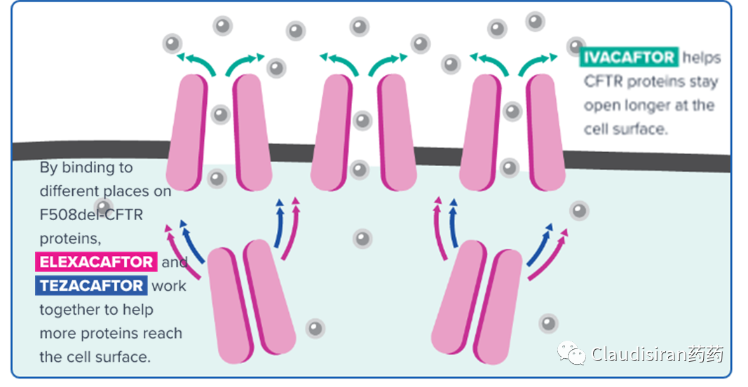 纳斯达克医药巨星Vertex深度解读第I期：囊新纤维化CF医药新闻-ByDrug-一站式医药资源共享中心-医药魔方