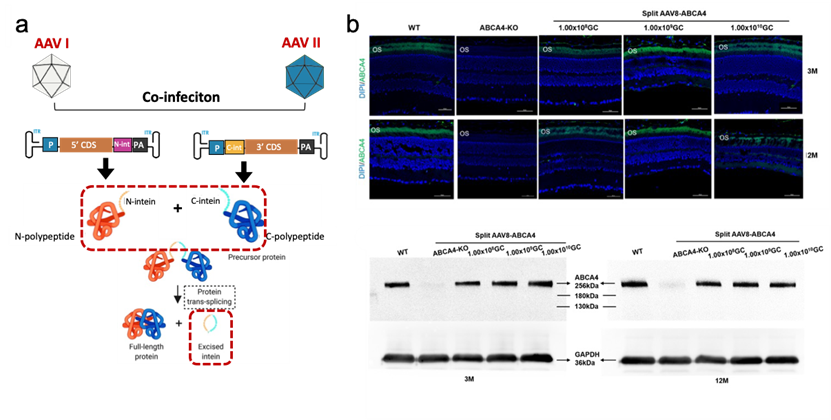 重磅！金唯科自研新型双AAV载体解决大基因递送难题医药新闻-ByDrug-一站式医药资源共享中心-医药魔方