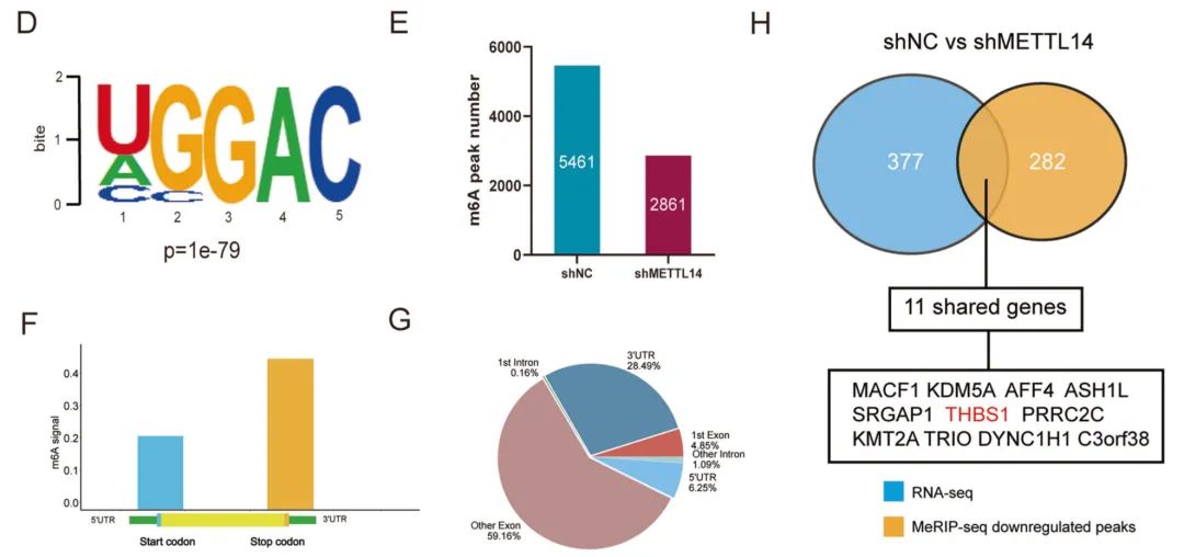 Nature子刊丨锐博m6A试剂盒/MeRIP-seq助力发现METTL14促进前列腺肿瘤发生的分子机制医药新闻-ByDrug-一站式医药资源 ...