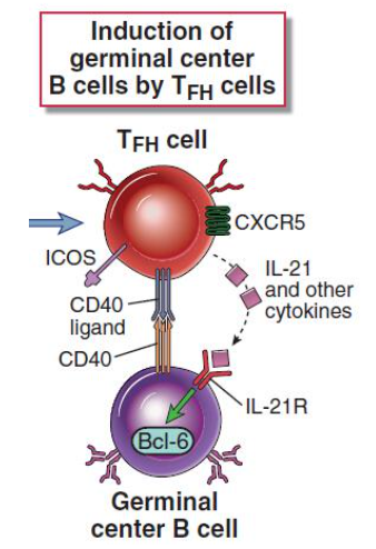 免疫细胞家族：Tfh细胞的概述医药新闻-ByDrug-一站式医药资源共享中心-医药魔方