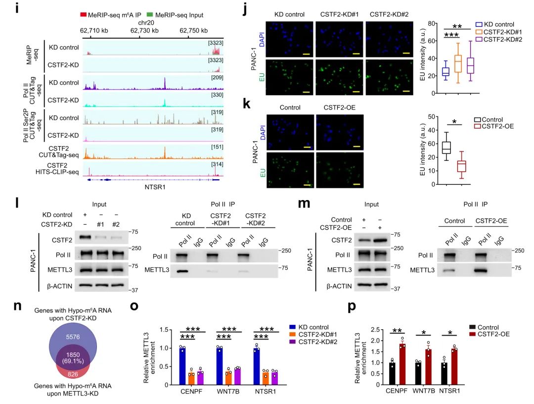 Nature子刊丨CSTF2介导的mRNA m6A修饰驱动胰腺导管腺癌m6A亚型医药新闻-ByDrug-一站式医药资源共享中心-医药魔方