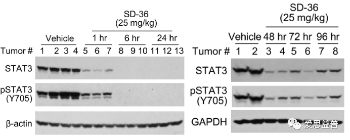 STAT3相关通路及其抑制剂、降解剂研究进展医药新闻-ByDrug-一站式医药资源共享中心-医药魔方