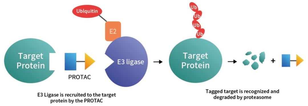 解读前沿小分子技术PROTAC和分子胶，蛋白降解剂研发突破就在前方 | 高特佳Insights医药新闻-ByDrug-一站式医药资源共享中心-医药魔方
