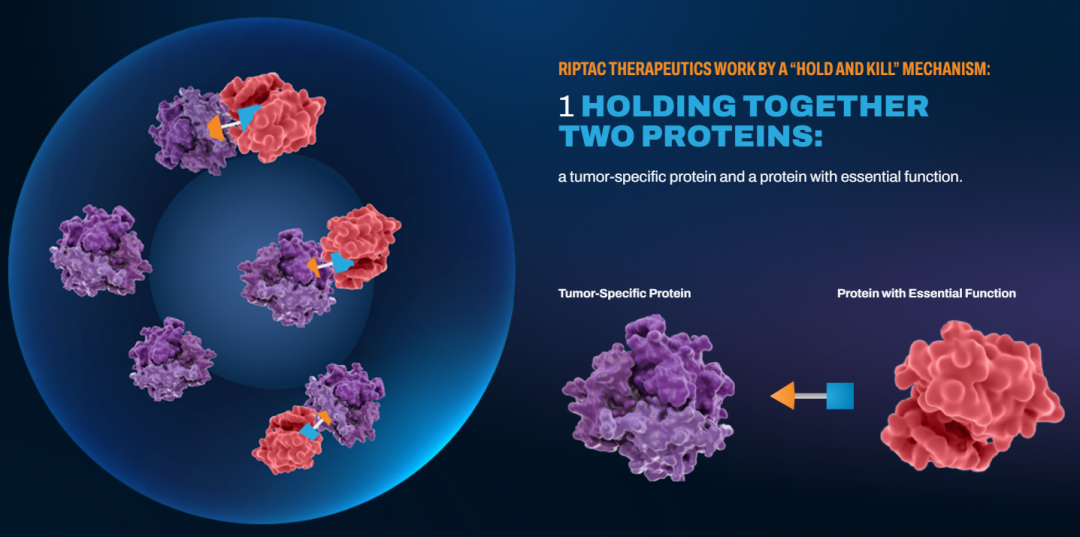 新锐！7600万美元融资，Craig Crews教授新公司开发RIPTAC疗法医药新闻-ByDrug-一站式医药资源共享中心-医药魔方