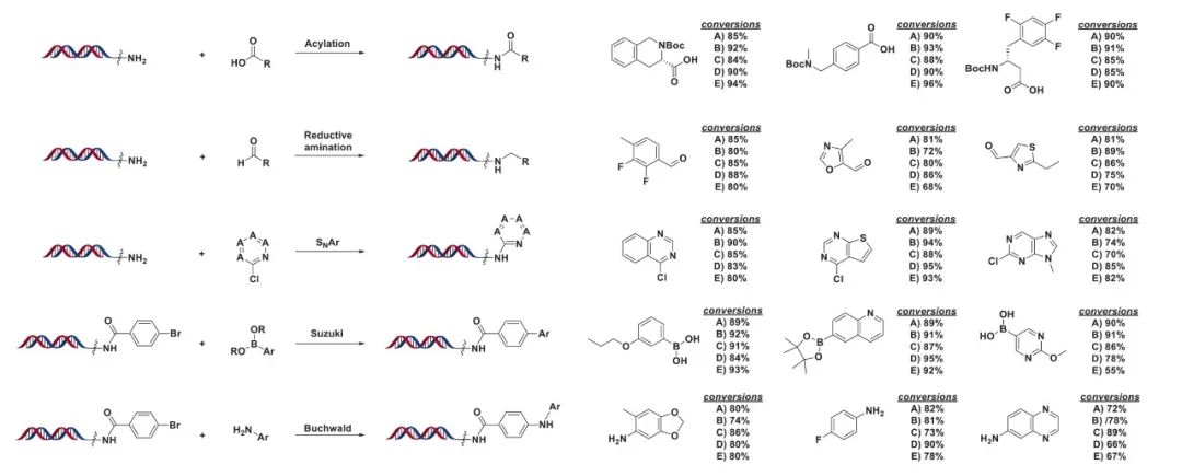 成都先导与强生合作共同开发出基于胆固醇修饰的DNA内标的DEL化学反应监测方法医药新闻-ByDrug-一站式医药资源共享中心-医药魔方