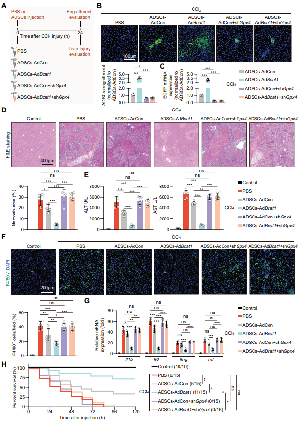 Adv. Sci | 间充质干细胞优化治疗机制新发现医药新闻-ByDrug-一站式医药资源共享中心-医药魔方