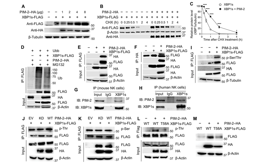 免疫治疗新突破！揭示NK细胞存活和效应功能新机制医药新闻-ByDrug-一站式医药资源共享中心-医药魔方