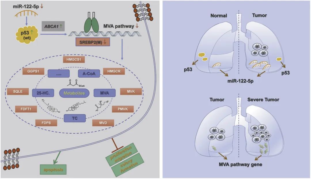miRNA研究进展盘点丨20230406期医药新闻-ByDrug-一站式医药资源共享中心-医药魔方