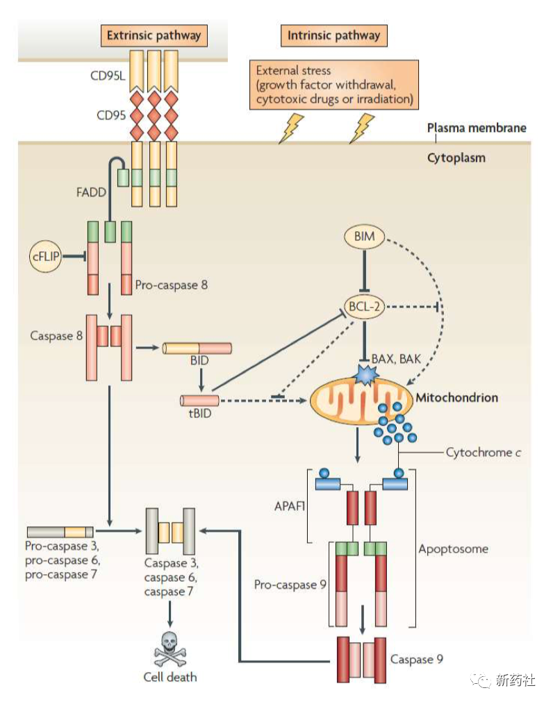 一文带你了解，肿瘤开关“CD95”医药新闻-ByDrug-一站式医药资源共享中心-医药魔方