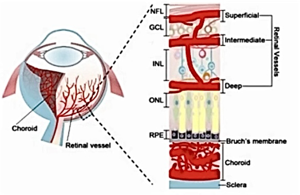 OCTA报告解读 | 教你层层分析识病变医药新闻-ByDrug-一站式医药资源共享中心-医药魔方