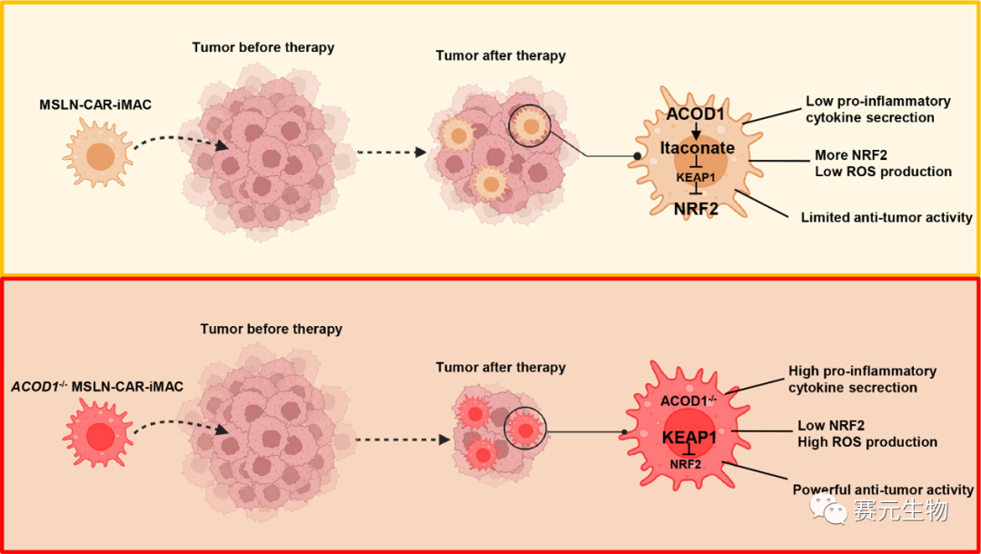 新型基因编辑的巨噬细胞E-MAC平台技术有效提升实体肿瘤免疫细胞治疗的抗肿瘤效果医药新闻-ByDrug-一站式医药资源共享中心-医药魔方