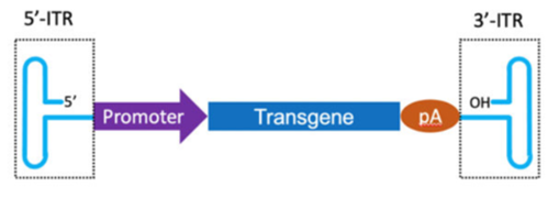 Nature子刊：人工合成的ITR 可用于AAV载体构建，有望改善基因疗法医药新闻-ByDrug-一站式医药资源共享中心-医药魔方