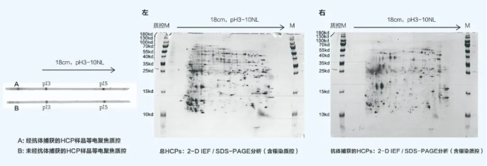CMC浅谈 | 生物制品的HCP研究医药新闻-ByDrug-一站式医药资源共享中心-医药魔方