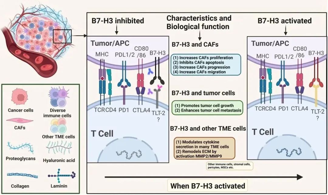 “瞪羚”靶点B7-H3：研发前景广阔，亟待深入研究医药新闻-ByDrug-一站式医药资源共享中心-医药魔方