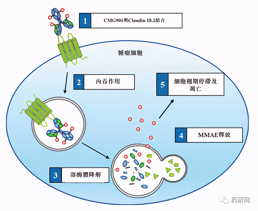 Claudin18.2 ADC深度梳理医药新闻-ByDrug-一站式医药资源共享中心-医药魔方