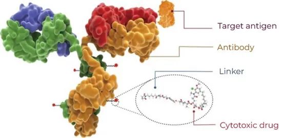 1+1>2：一文读懂ADC药物的作用机制、组成及研究现状医药新闻-ByDrug-一站式医药资源共享中心-医药魔方