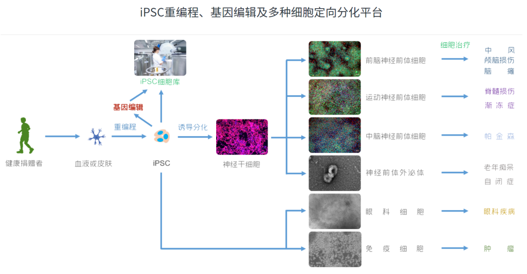 霍德生物首款iPSC细胞疗法IND获受理，以mRNA+小分子组合方法重编程医药新闻-ByDrug-一站式医药资源共享中心-医药魔方