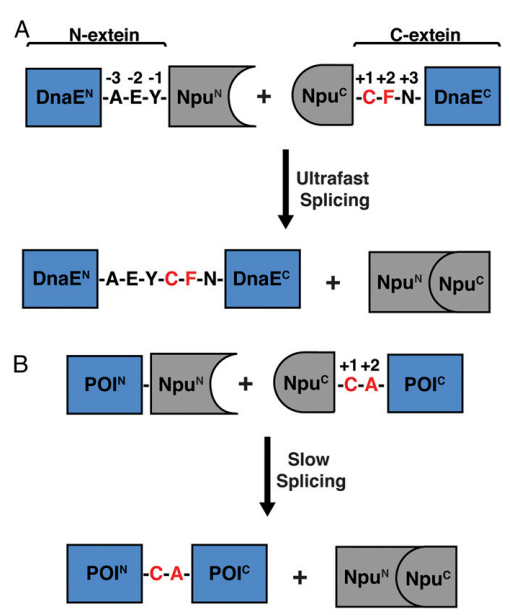 主攻下一代基因疗法！诺华支持，新锐公司A轮融资5000万欧元，旨在解决AAV载体关键限制医药新闻-ByDrug-一站式医药资源共享中心-医药魔方