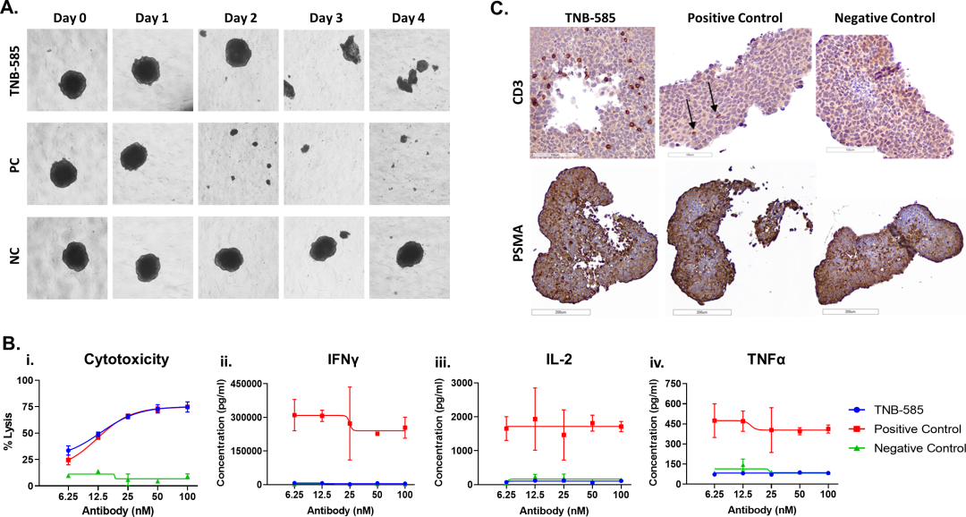 J Immunother Cancer| 安进子公司Teneobio发表PSMA/CD3双抗的作用机理医药新闻-ByDrug-一站式医药资源共享中心-医药魔方