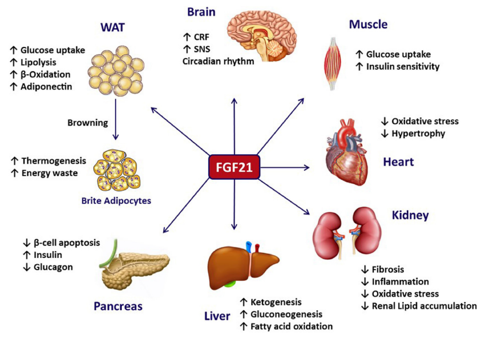 减肥药GLP-1三靶点药物开发是临床需求？还是夹缝中生存？医药新闻-ByDrug-一站式医药资源共享中心-医药魔方
